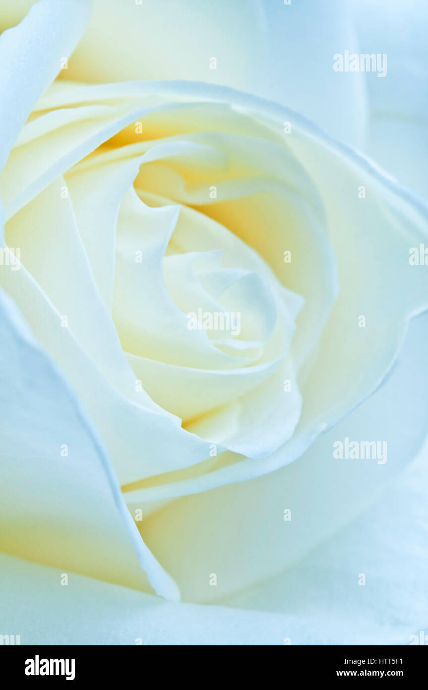 white rose flower closeup Stock Photo - Alamy