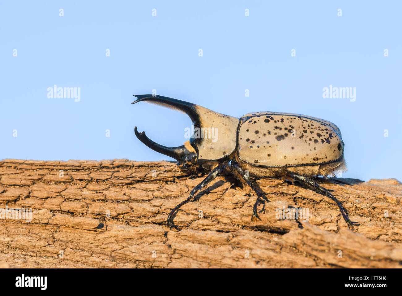 Western Hercules Beetle male walking on log. This rhinoceros beetle was ...