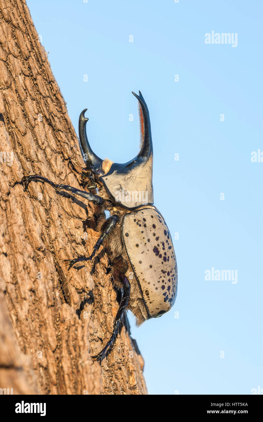 Western Hercules Beetle male walking on log, striving upward against ...