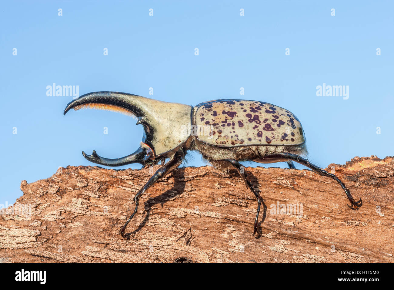 Western Hercules Beetle male walking on log. This rhinoceros beetle was ...