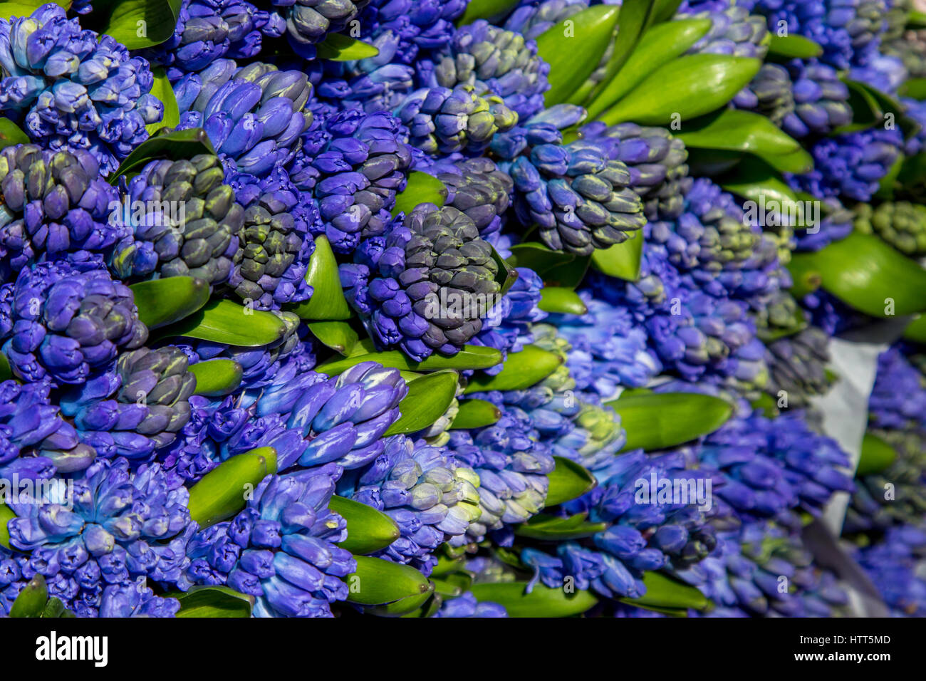 deep blue flowers of hyacinths Stock Photo - Alamy