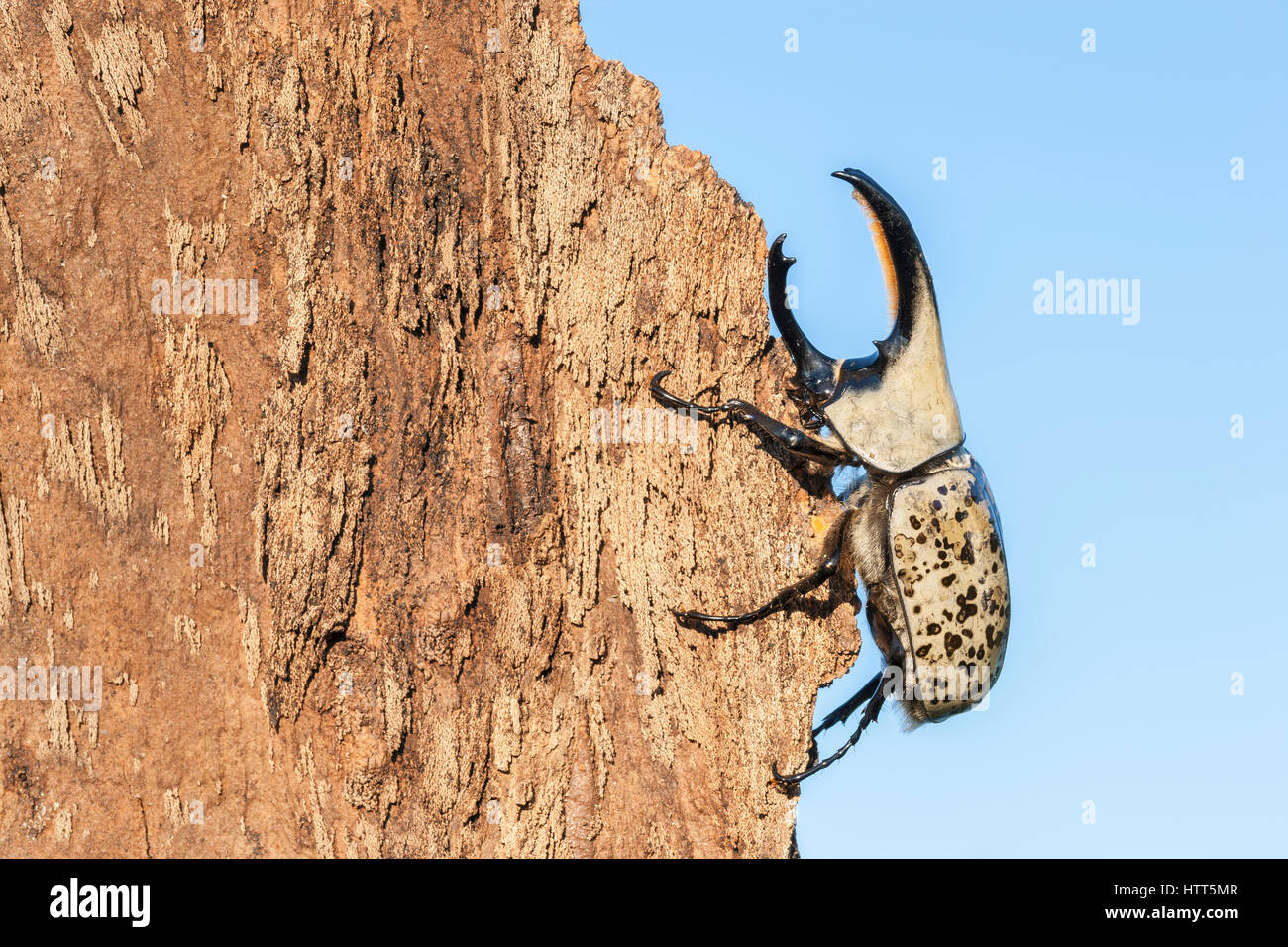 Western Hercules Beetle male walking on log, striving upward against ...