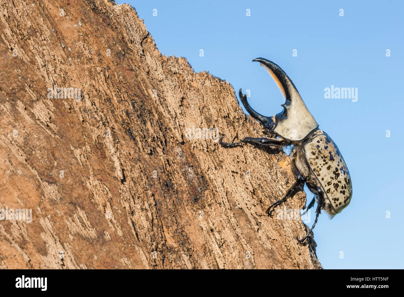 Western Hercules Beetle male walking on log, striving upward against ...