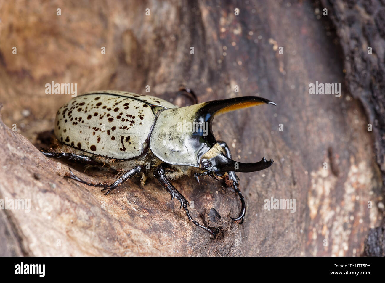 Western Hercules Beetle