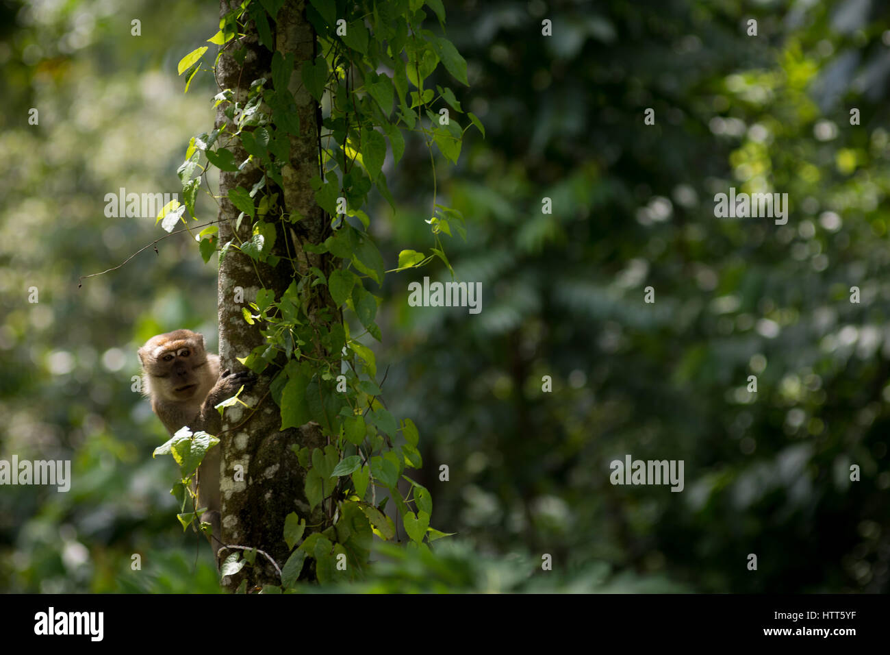 Sneaky monkey hi-res stock photography and images - Alamy