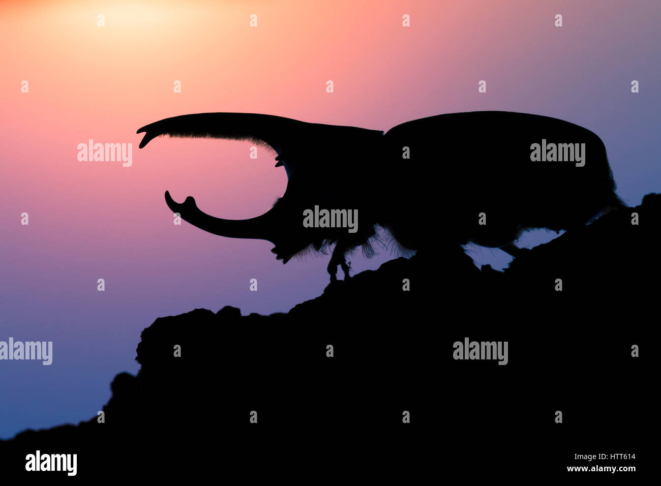 Western Hercules Beetle male walking on log, silhouetted by pink and ...
