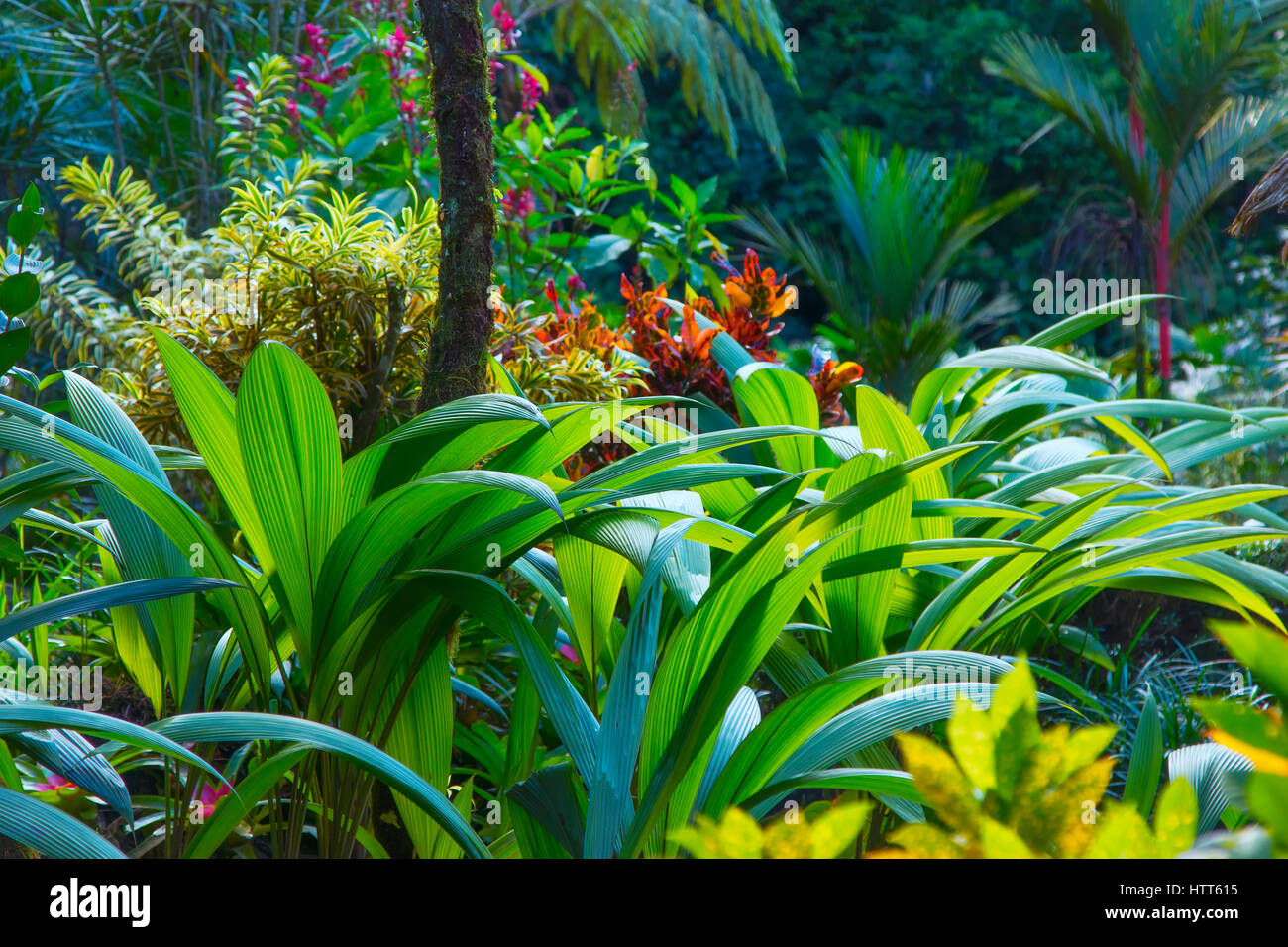Tropical garden near la Fortuna, Costa Rica Stock Photo - Alamy