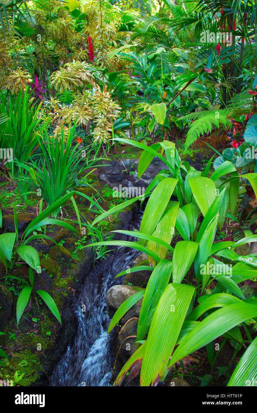 Tropical garden near la Fortuna, Costa Rica Stock Photo - Alamy