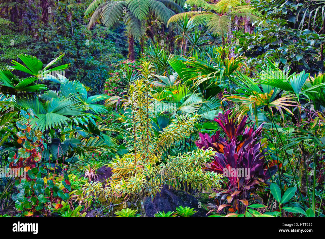 Costa rica luxuriant vegetation hi-res stock photography and images - Alamy