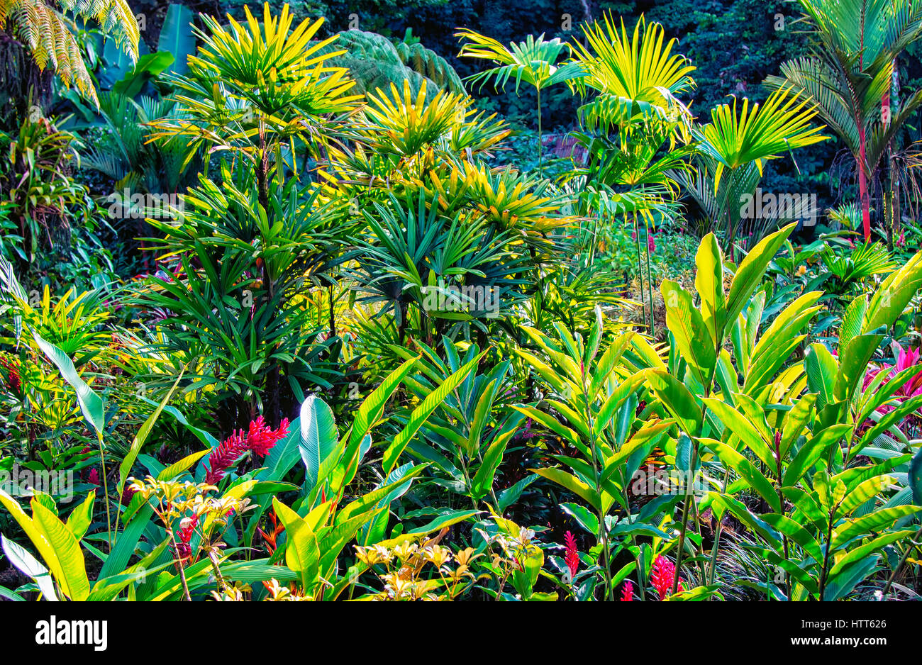 Costa rica luxuriant vegetation hi-res stock photography and images - Alamy