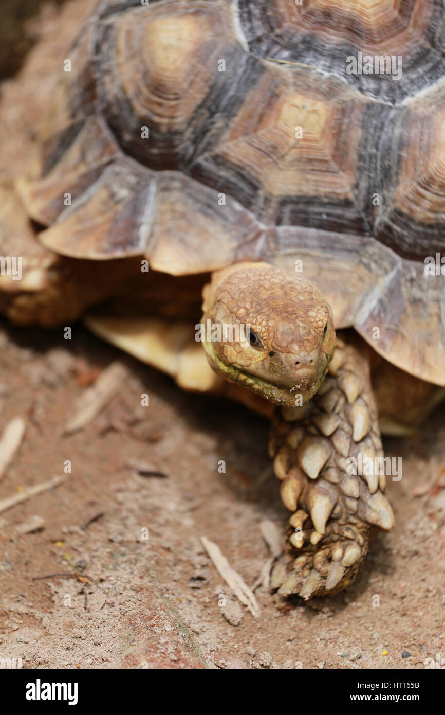 Freshwater turtle on the ground Stock Photo - Alamy