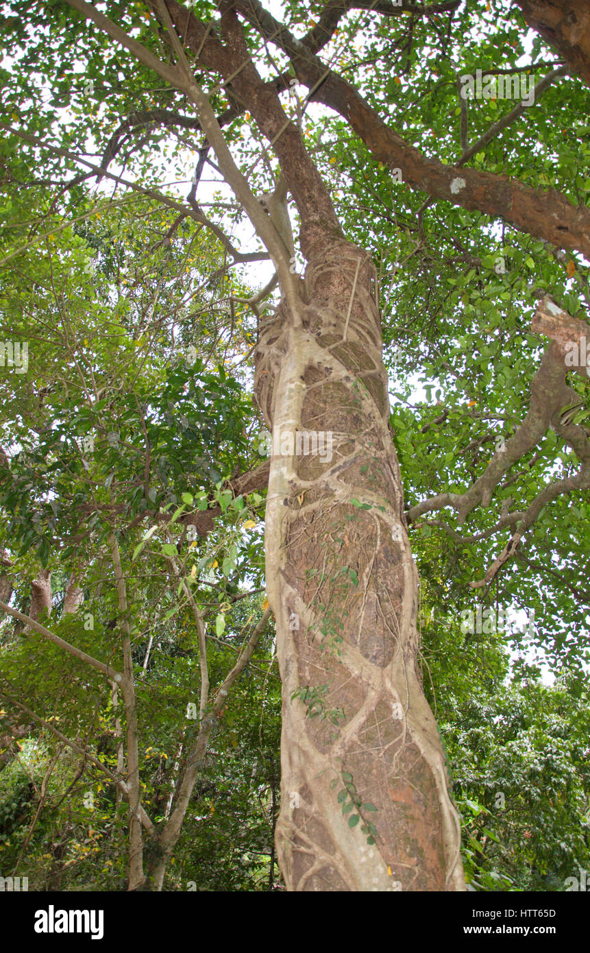 Tree growing on another tree Stock Photo - Alamy