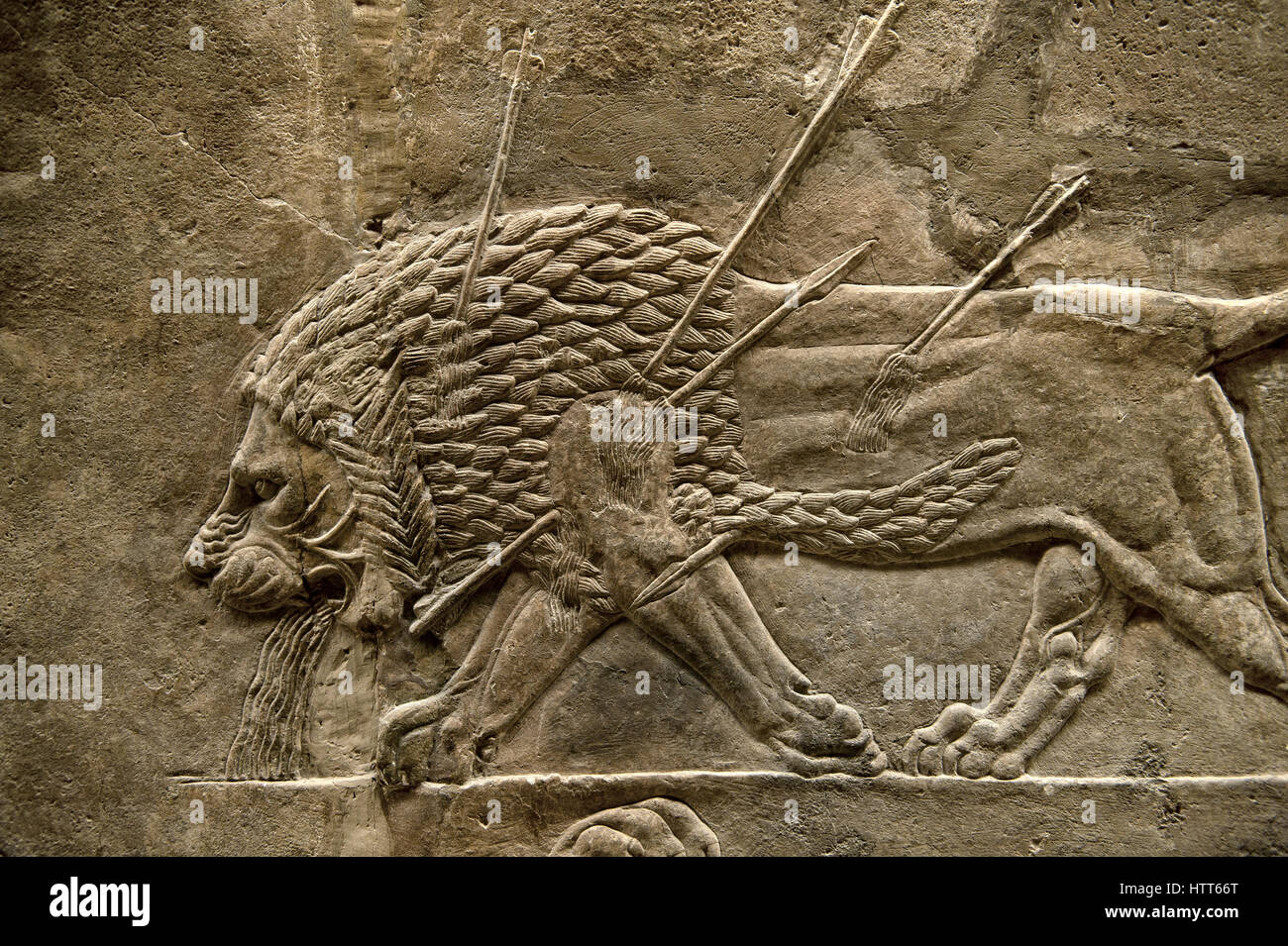 Assyrian relief sculpture panel from the lion hunt showing a dying lion ...