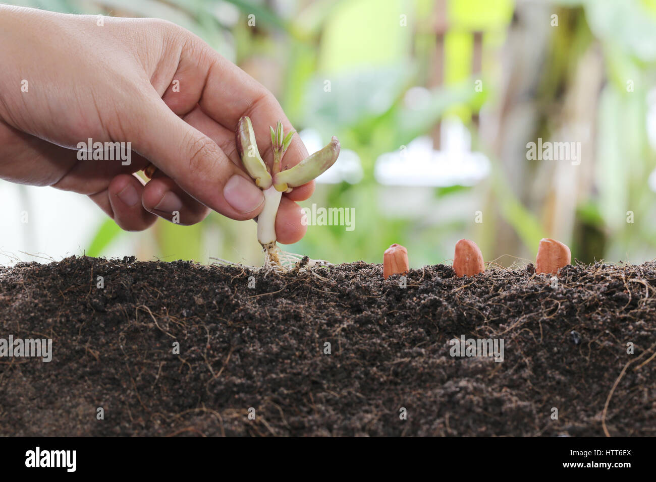 Nut planting hi-res stock photography and images - Alamy
