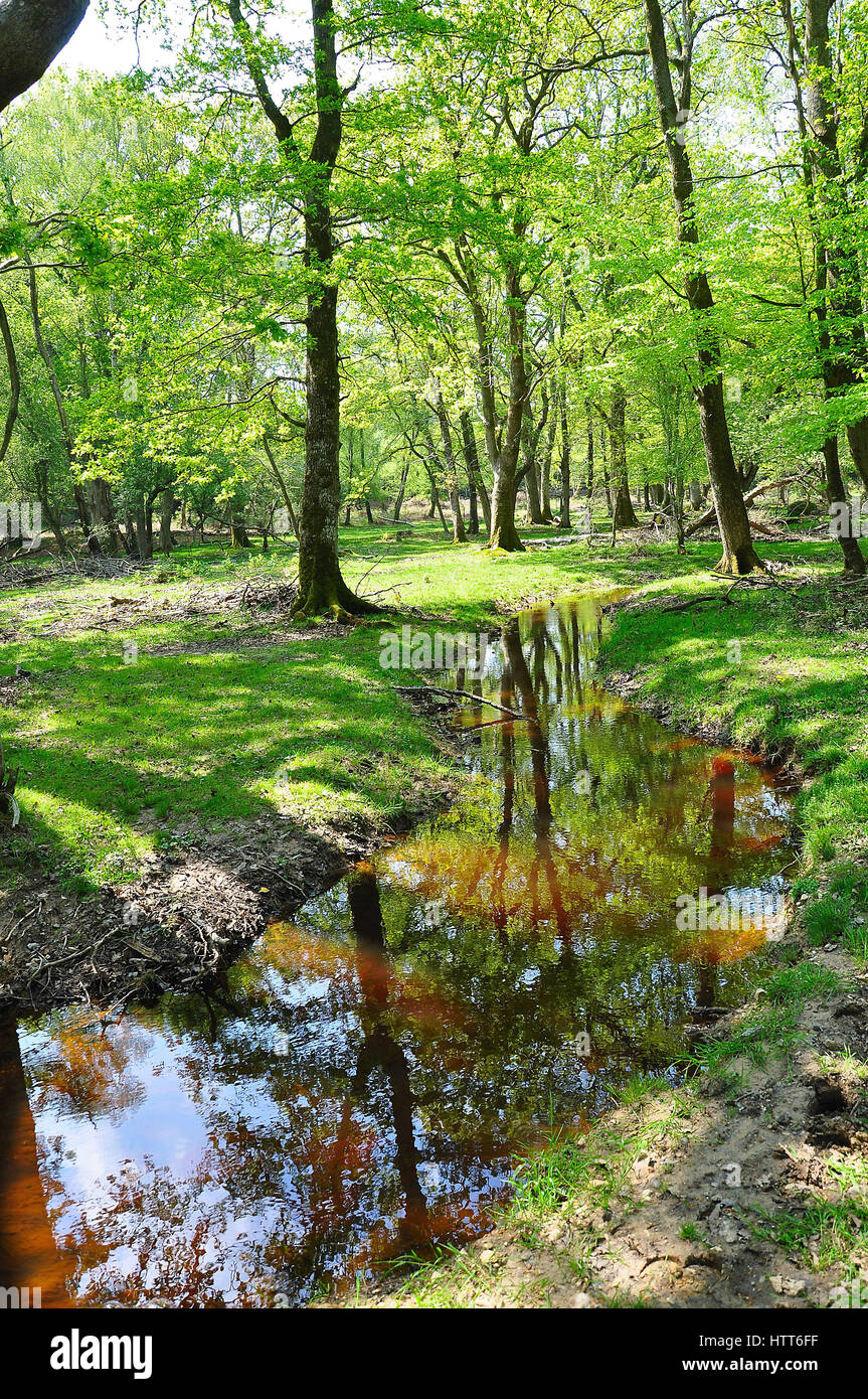 Forest Stream in the New Forest National Park, Hampshire, England Stock ...