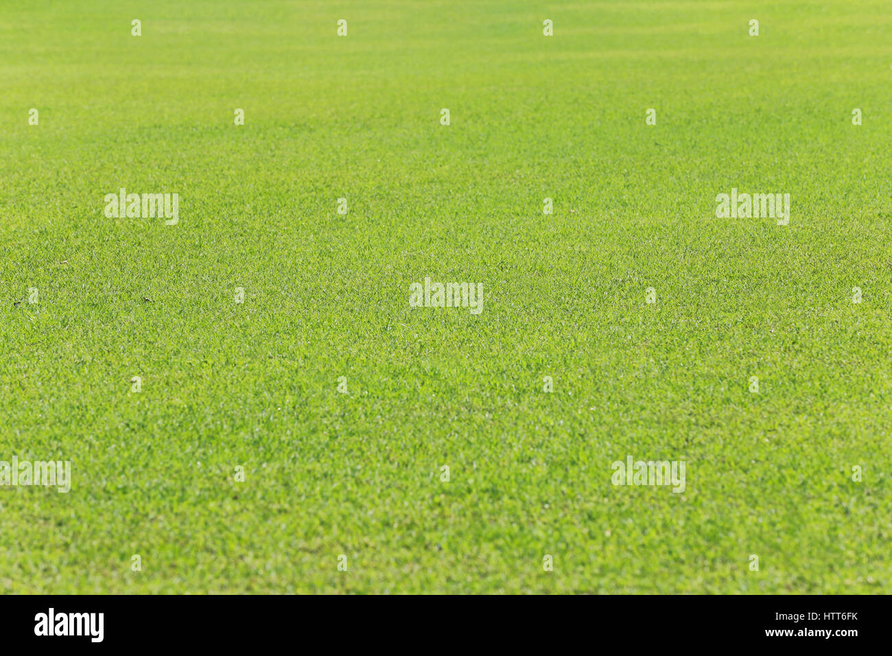 green lawn of the public park,Low angle view selecting areas of focus ...