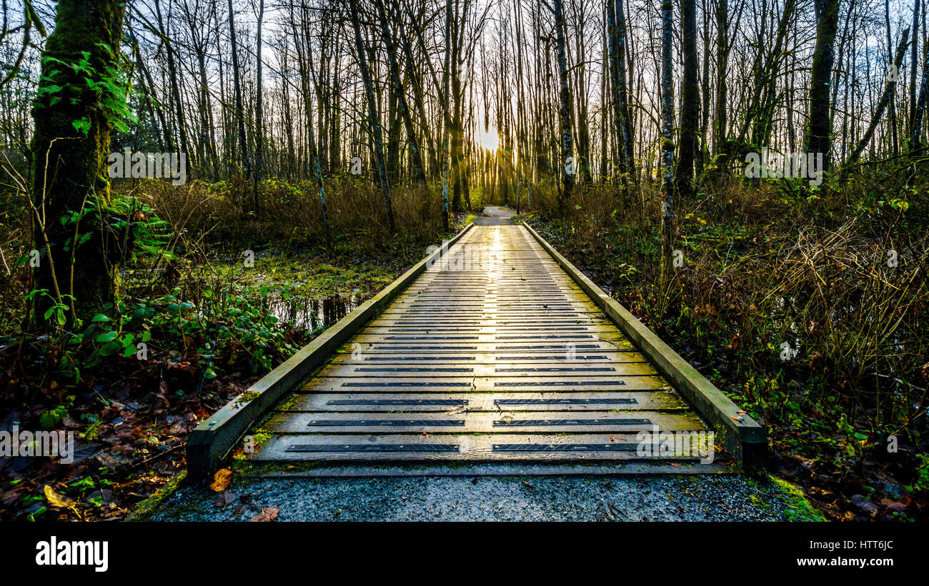 Winter landscape showing a wooden bridge amid the moss covered trees on ...