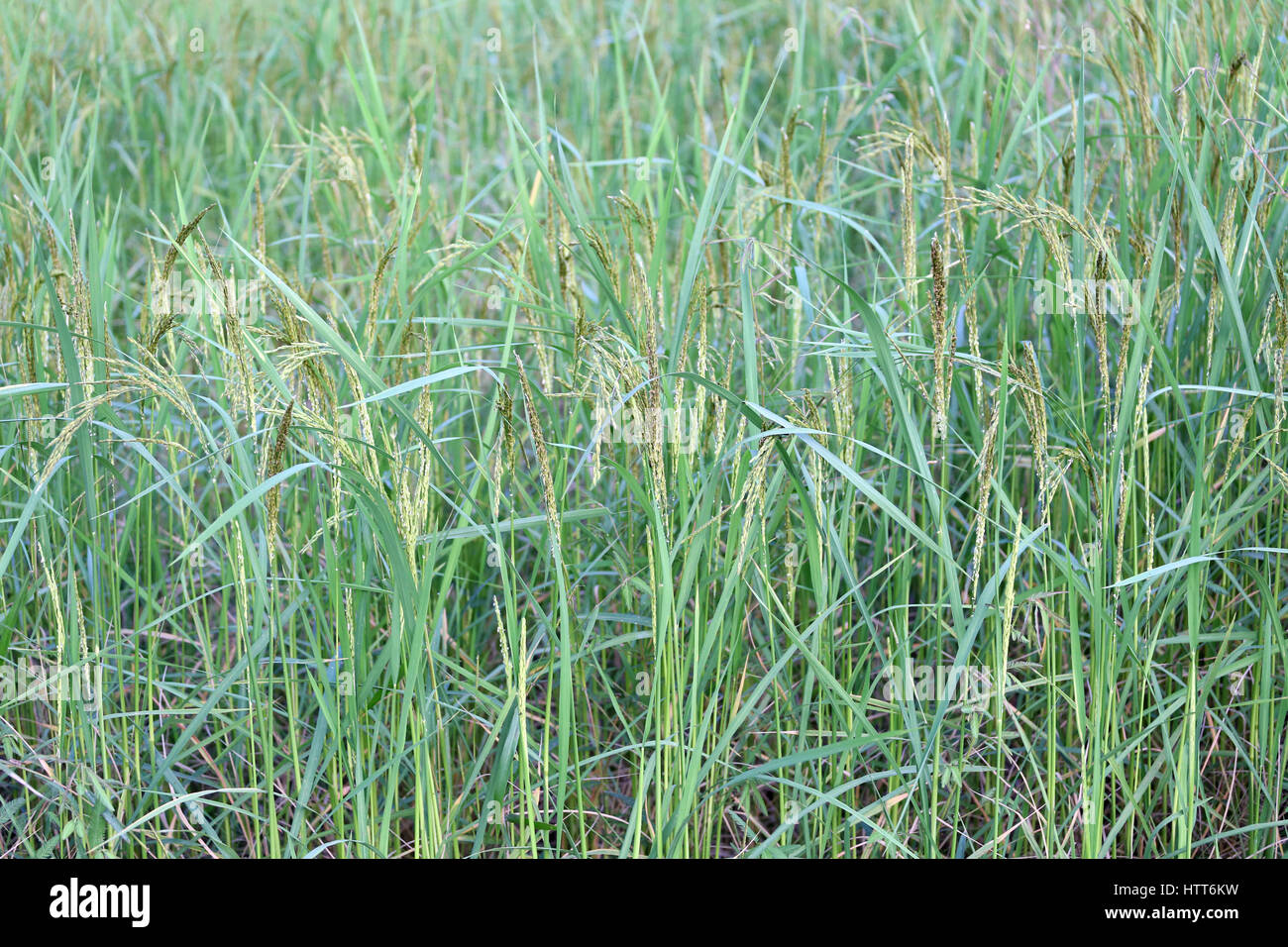 Rice plant near harvest time and evening sunlight,Agricultural lands in ...