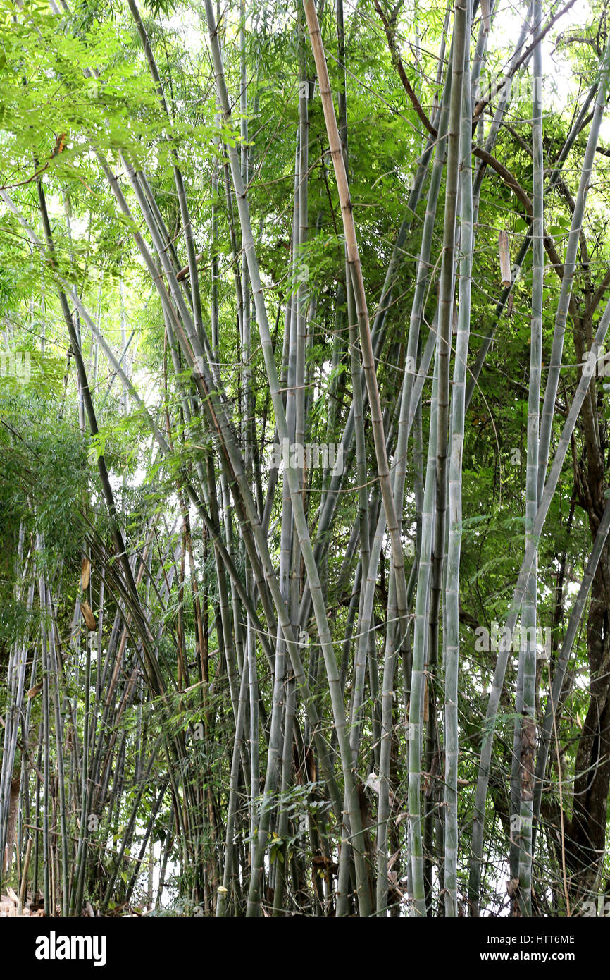 Bamboo tree bright green hi-res stock photography and images - Alamy