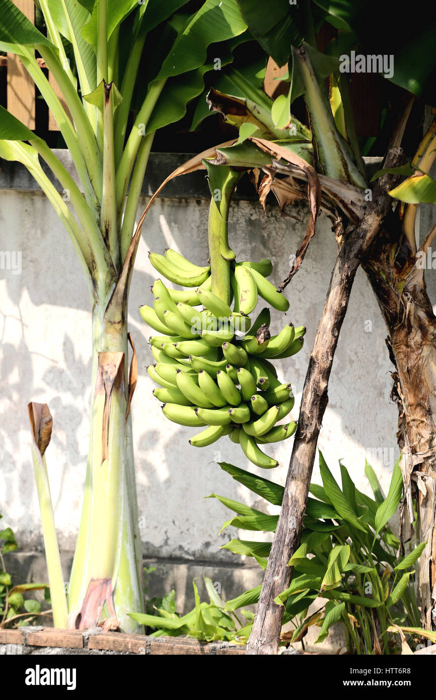 Banana trees ripe hi-res stock photography and images - Alamy