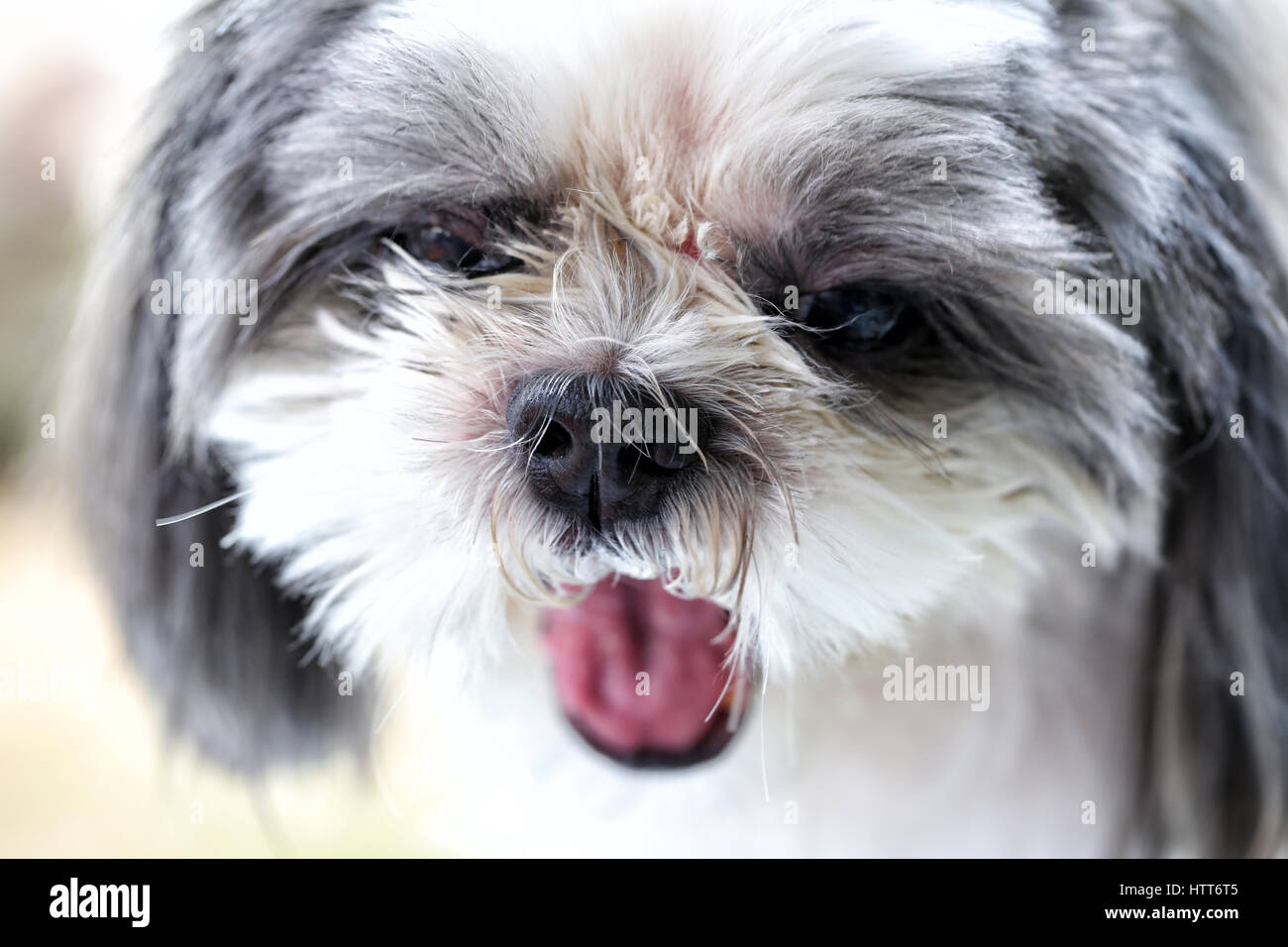 Portrait of face shih tzu dog in concept of pets Stock Photo - Alamy