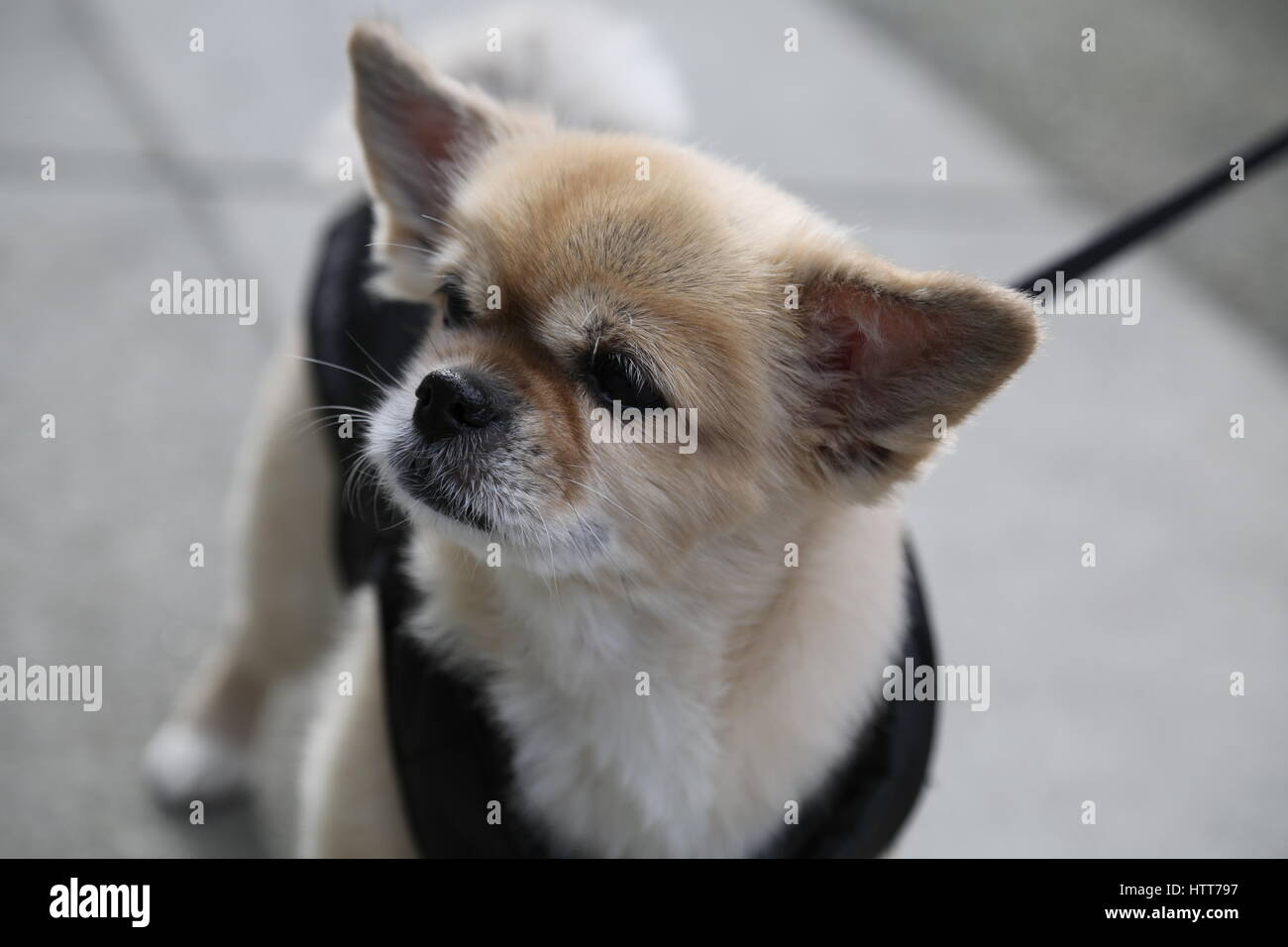 Cute small dog beige colour leash Stock Photo - Alamy