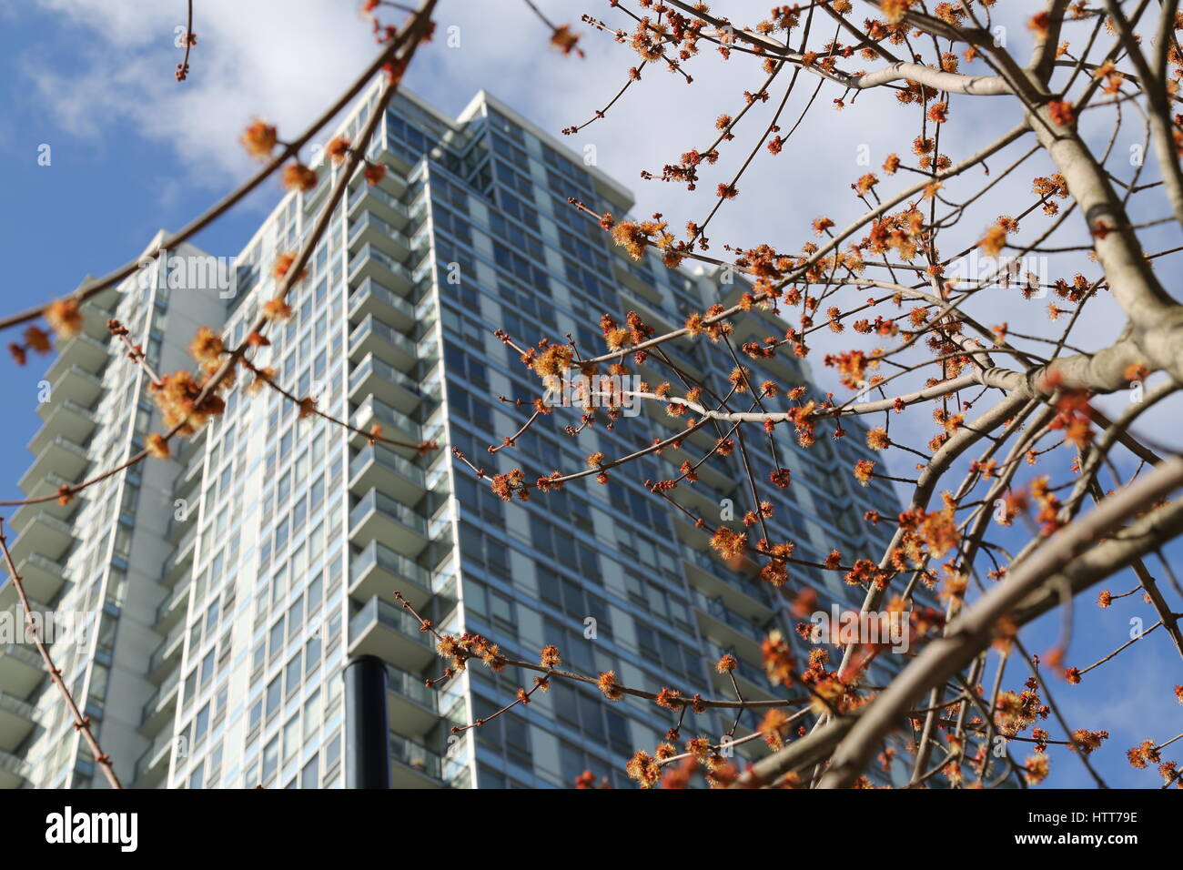 Modern highrise buildings tree branch Stock Photo - Alamy