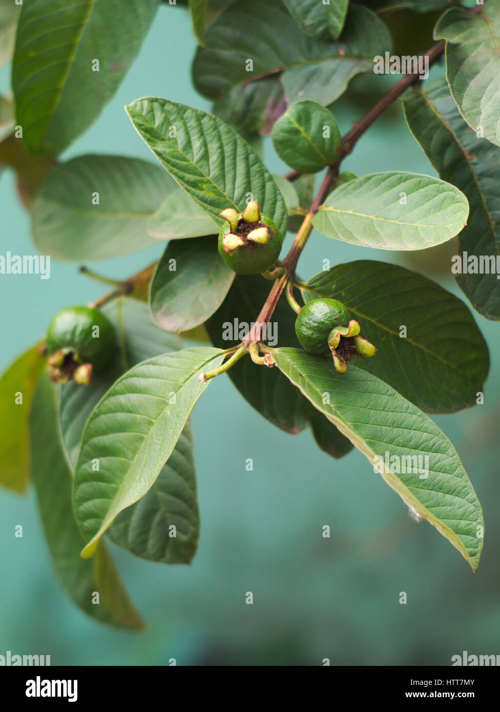 guava tree with leaves Stock Photo - Alamy