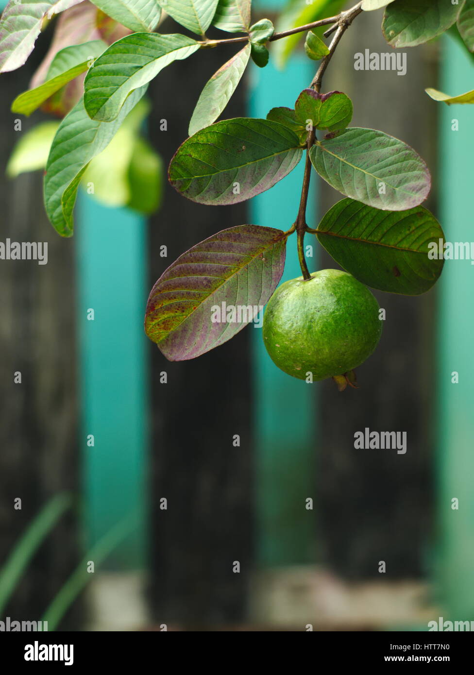 Guava tree with leaves hi-res stock photography and images - Alamy