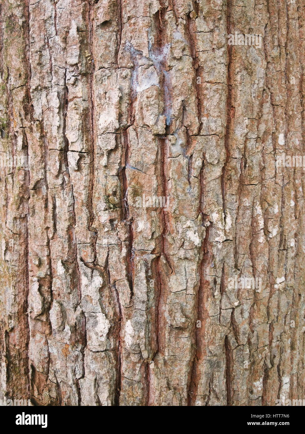 old tree showing rough and stained texture Stock Photo - Alamy