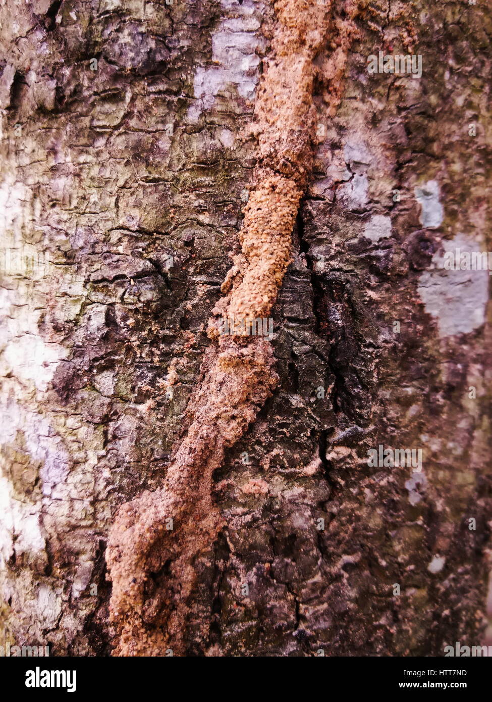 old tree bark texture background Stock Photo - Alamy