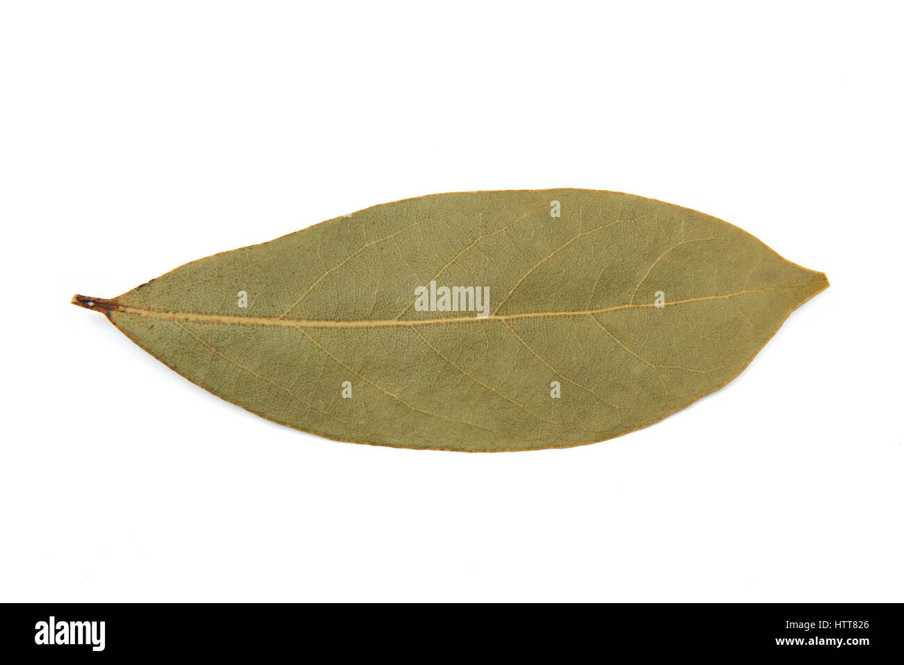 Bay laurel leaf isolated on a white background Stock Photo - Alamy