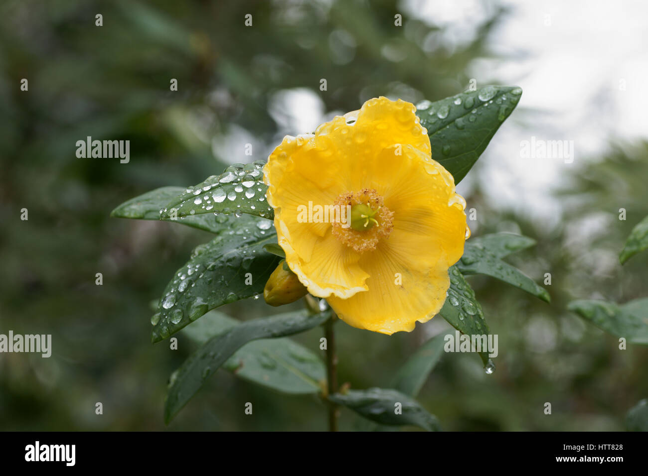 Hypericum rowallane hi-res stock photography and images - Alamy