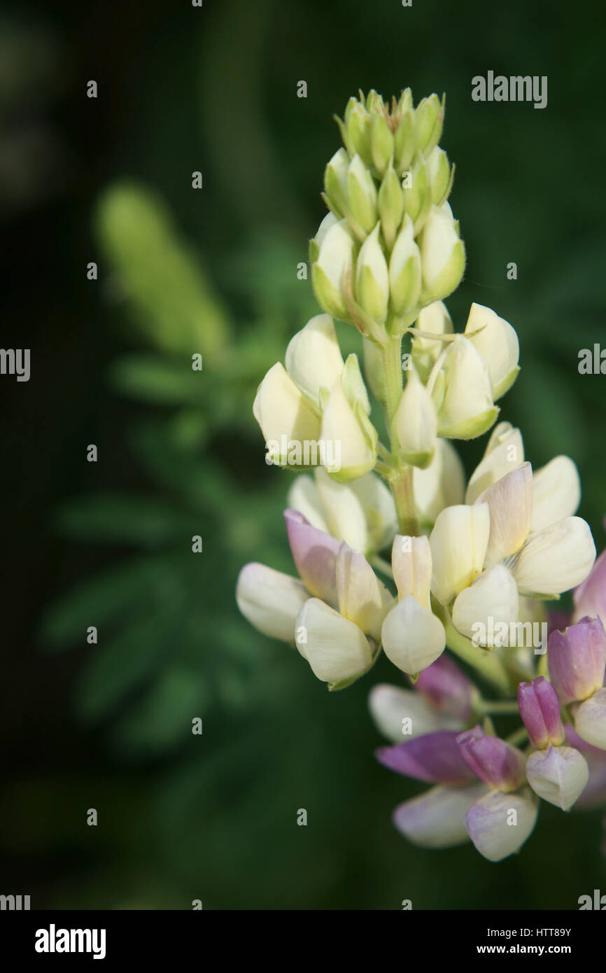 Tree lupin hi-res stock photography and images - Alamy