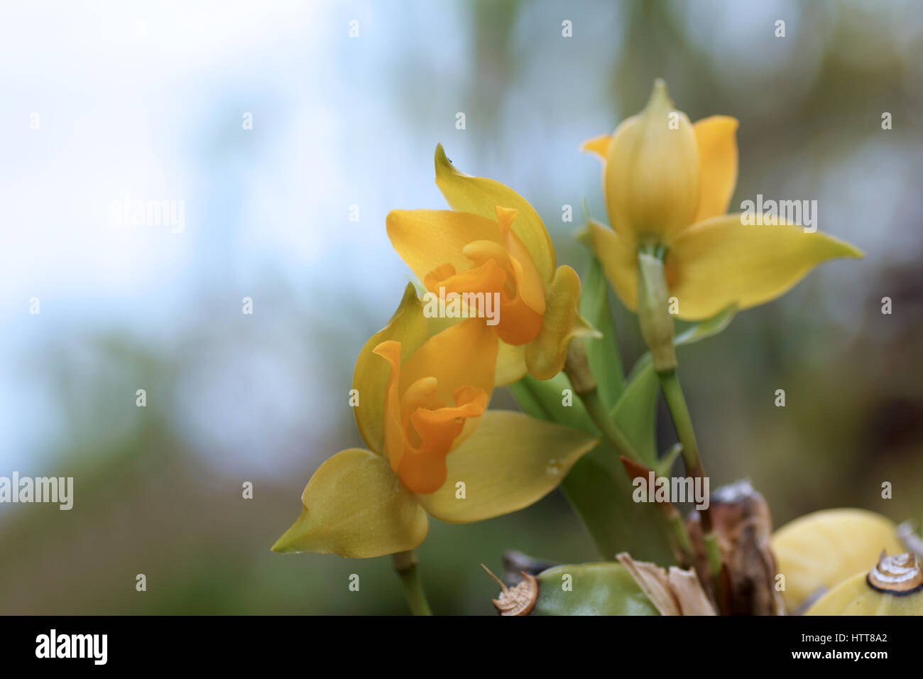 Lycaste hi-res stock photography and images - Alamy