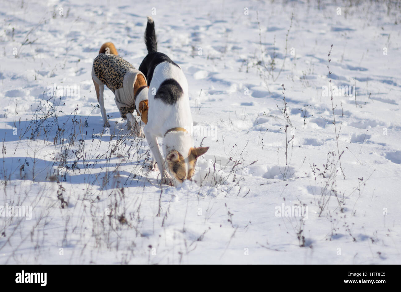 Three dogs hunting fore small rodents under fresh snow Stock Photo - Alamy