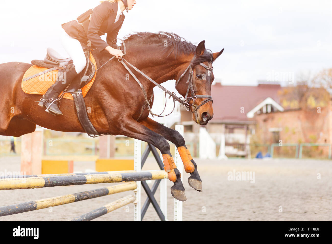 Bay horse with rider girl jump over the oxen on show jumping ...