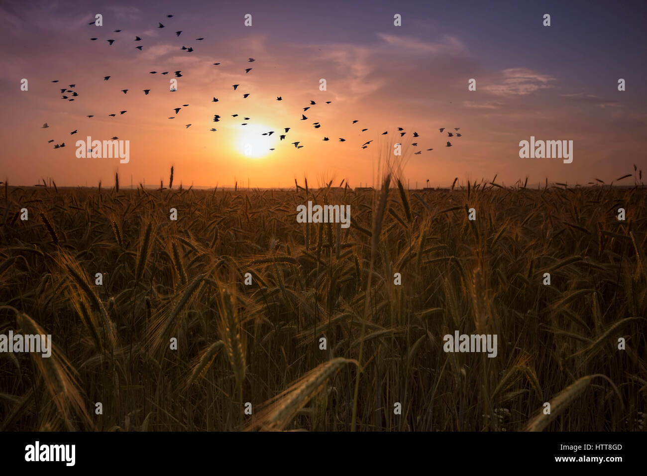 Birds flying in the sunset Stock Photo - Alamy