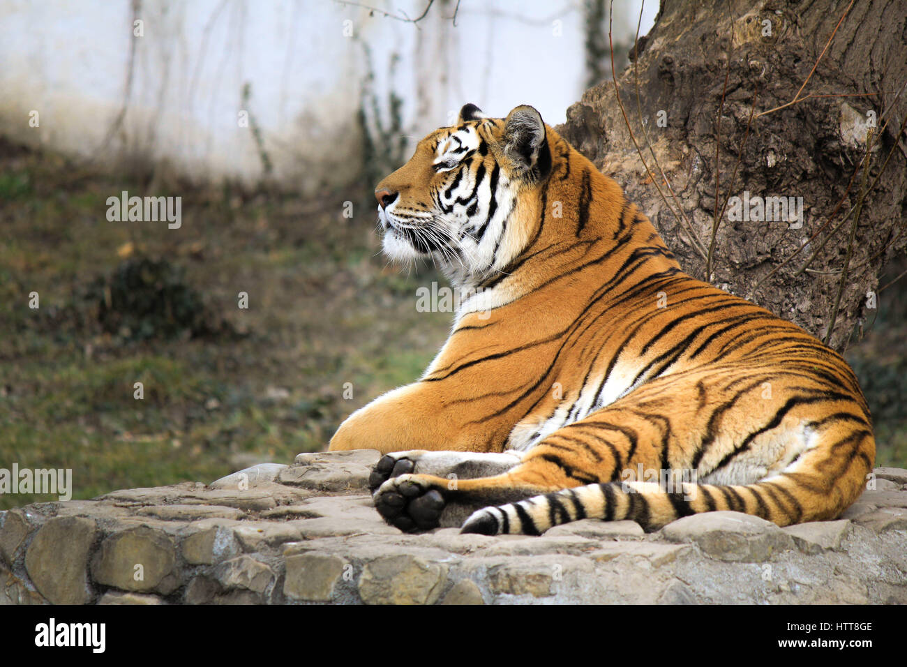 Tiger jungle wallpaper hi-res stock photography and images - Alamy