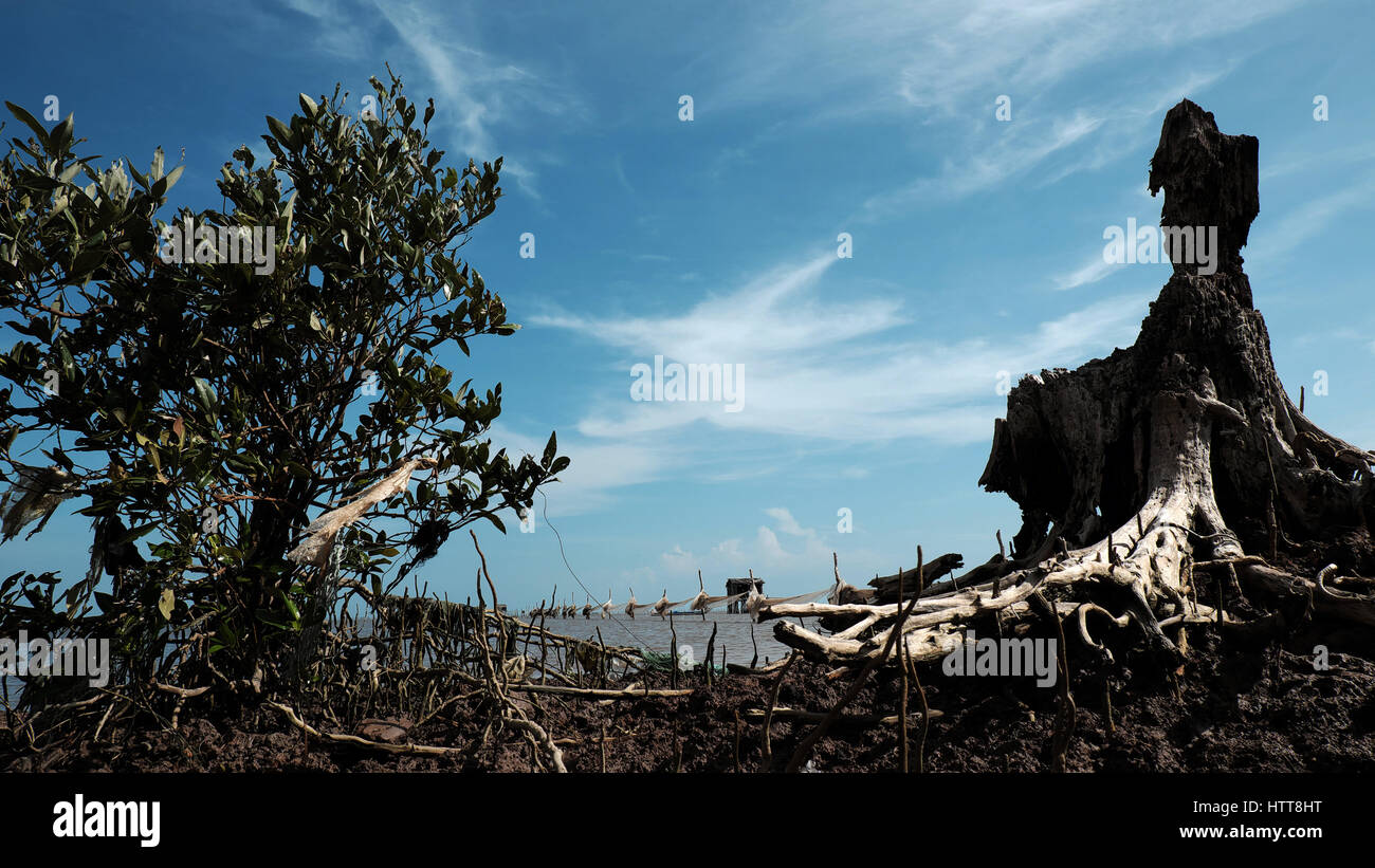 Vietnamese forest, wooden animal, tree trunk have shape as buzzard bird ...