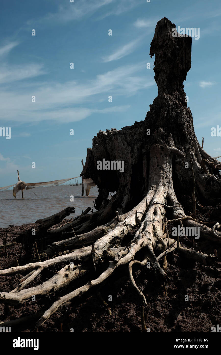 Vietnamese forest, wooden animal, tree trunk have shape as buzzard bird ...