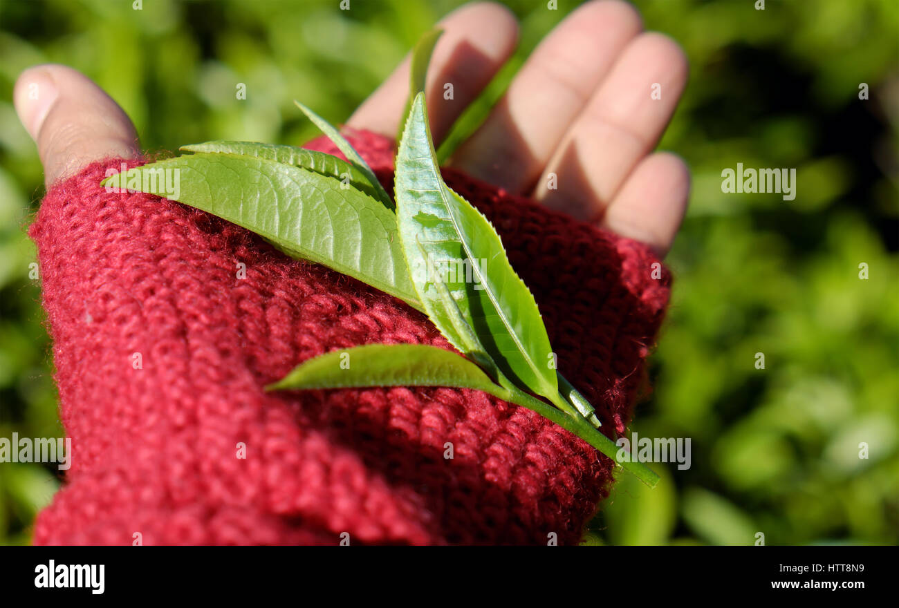 Tea leaf background, woman hand pick tea leaves on agriculture ...
