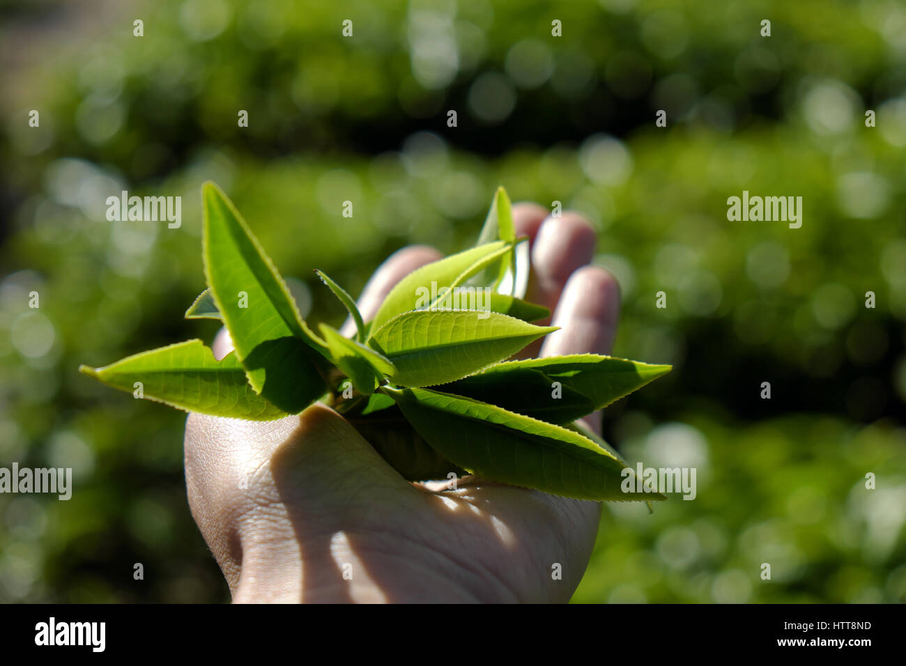 Tea leaf background, woman hand pick tea leaves on agriculture ...