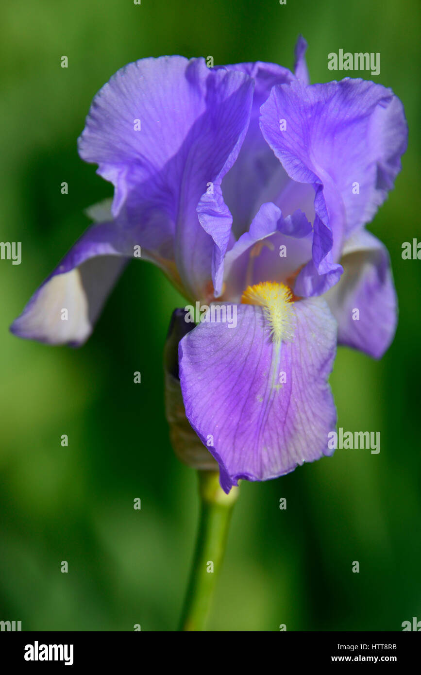 Iris germanica hi-res stock photography and images - Alamy