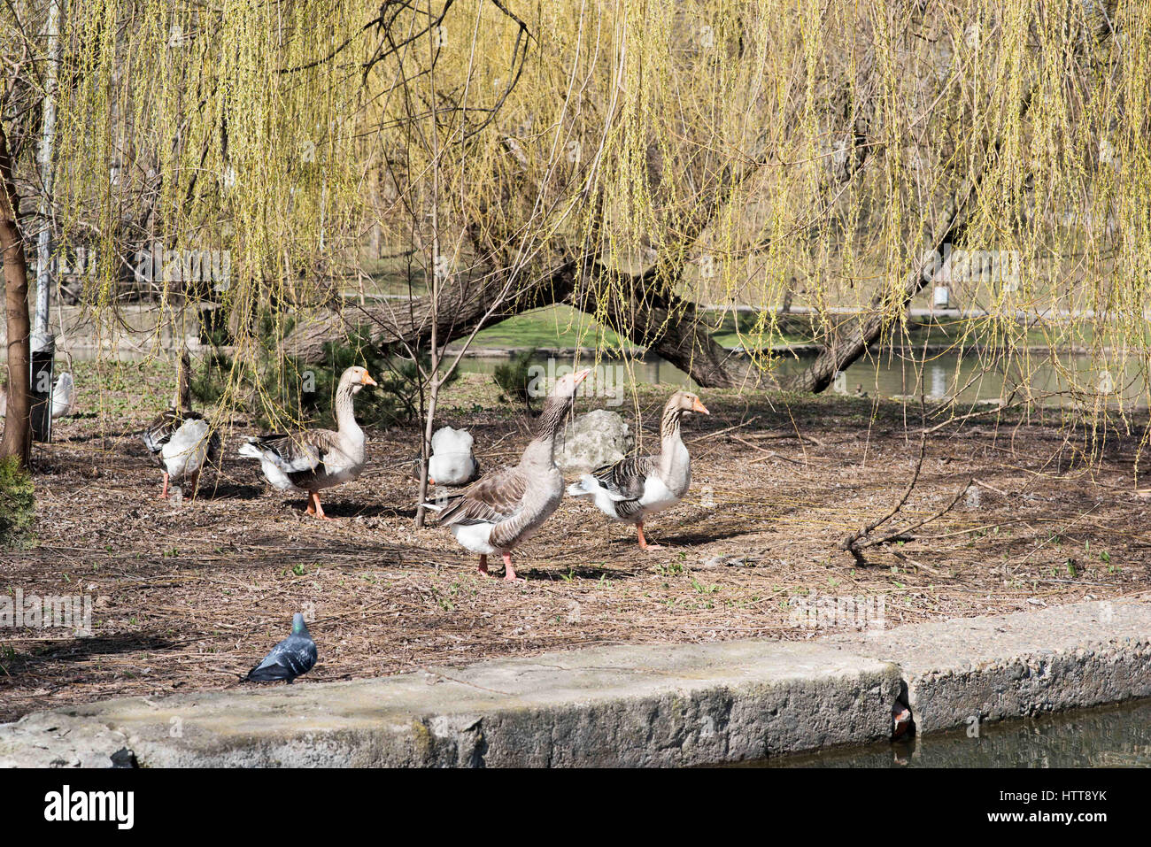 Grey Goose Standing in Backyard Naturally. Greylag goose in the meadow ...