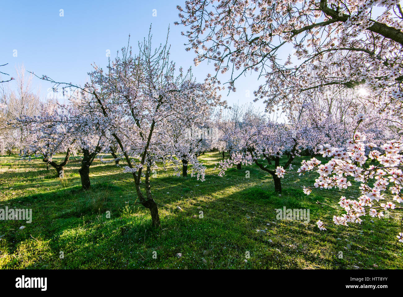 Outdoor orchard hi-res stock photography and images - Alamy