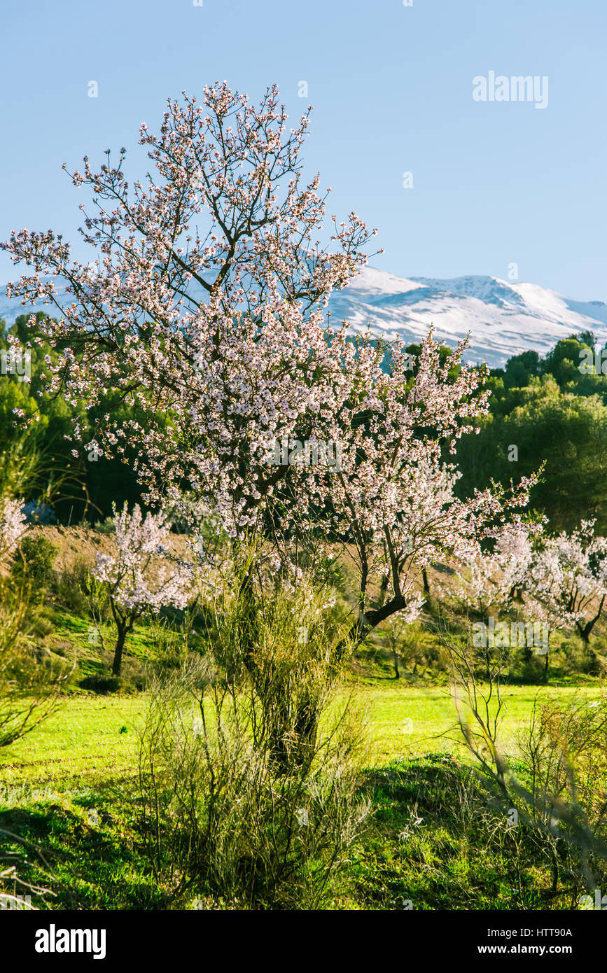 Blooming almond tree and snowy mountains in back in Spanish Sierra ...
