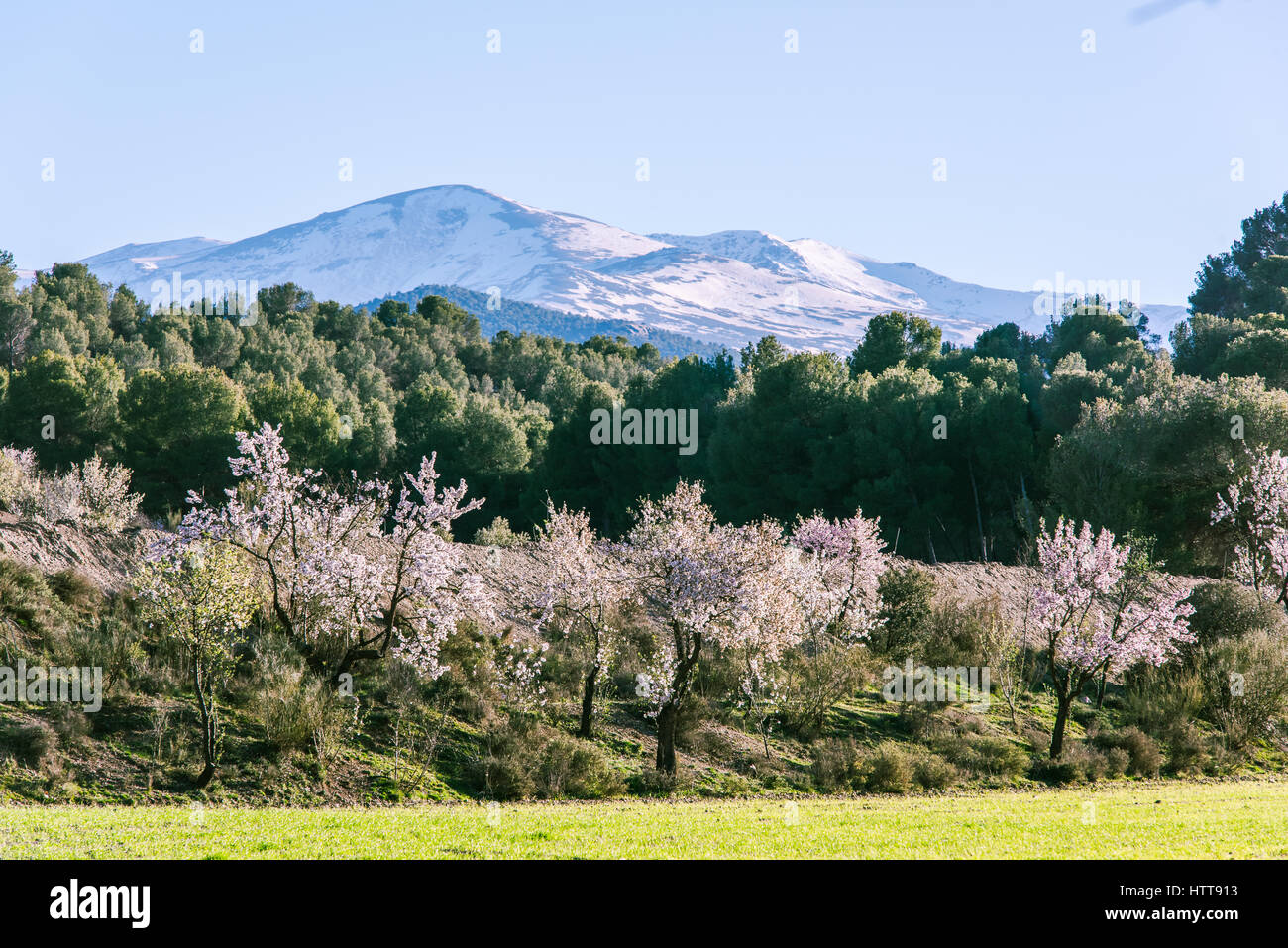 Blooming almond tree and snowy mountains in back in Spanish Sierra ...