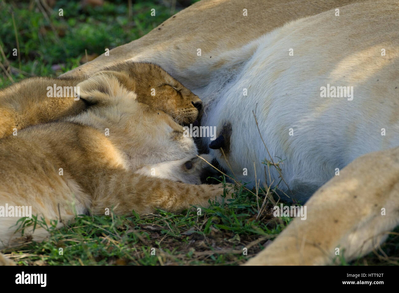 Lion cubs nursing hi-res stock photography and images - Alamy
