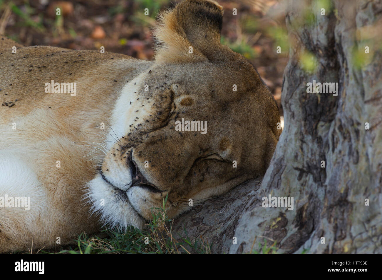 Lion sleeping on back hi-res stock photography and images - Alamy